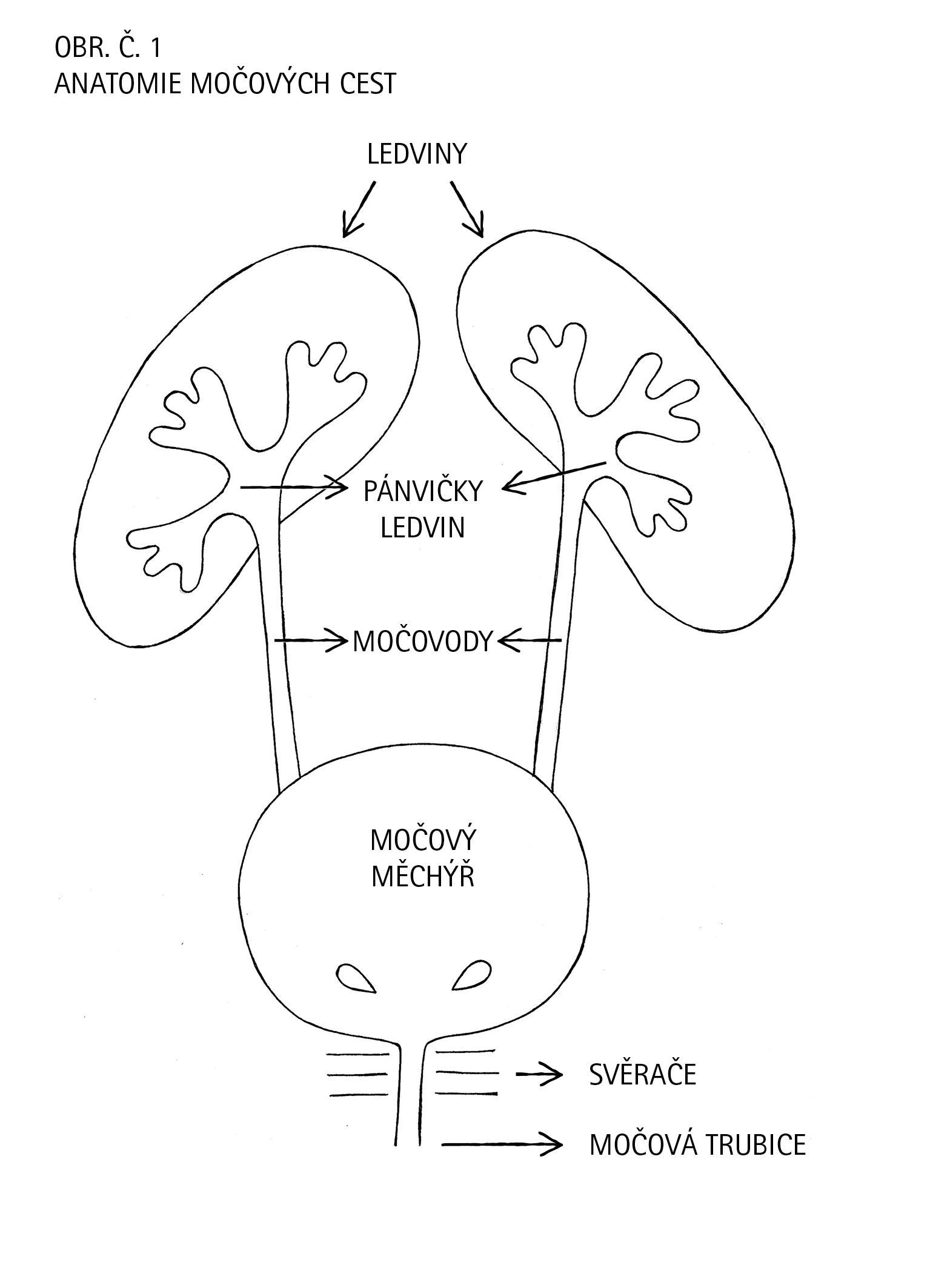 Co byste měli vědět o močových cestách | Lepší péče